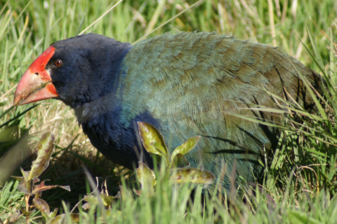 CIA Coupe Mondiale 2008